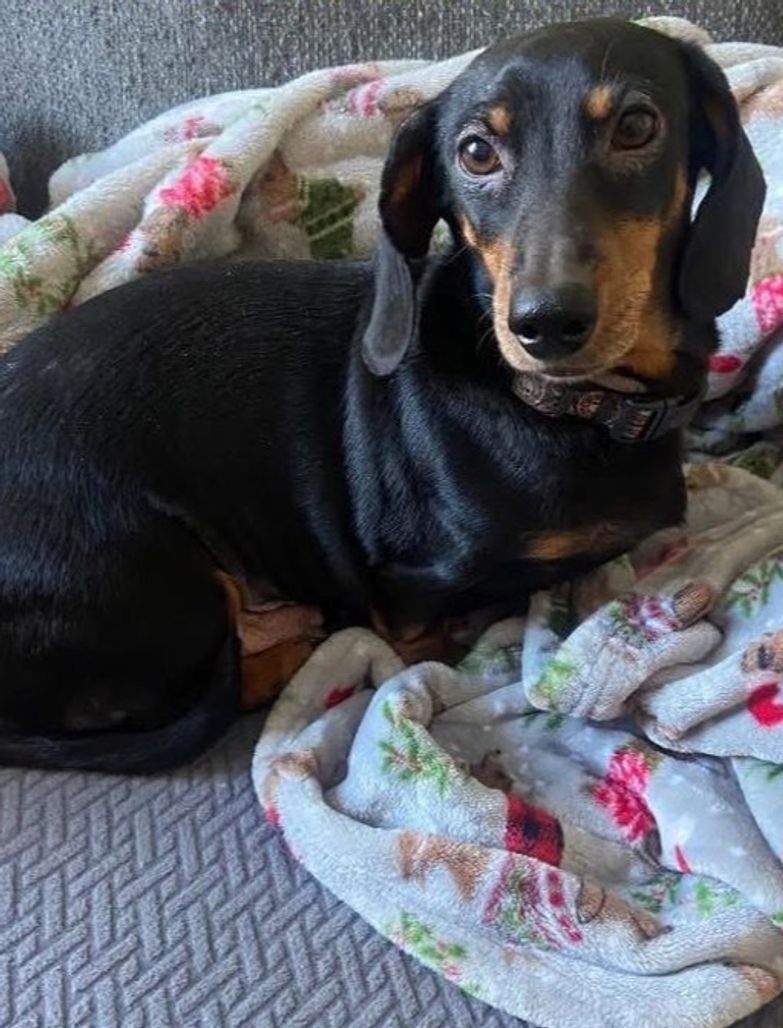 Pet FBI Report ID #779911 for a LOST DOG | Pet FBI Pets Found By Internet