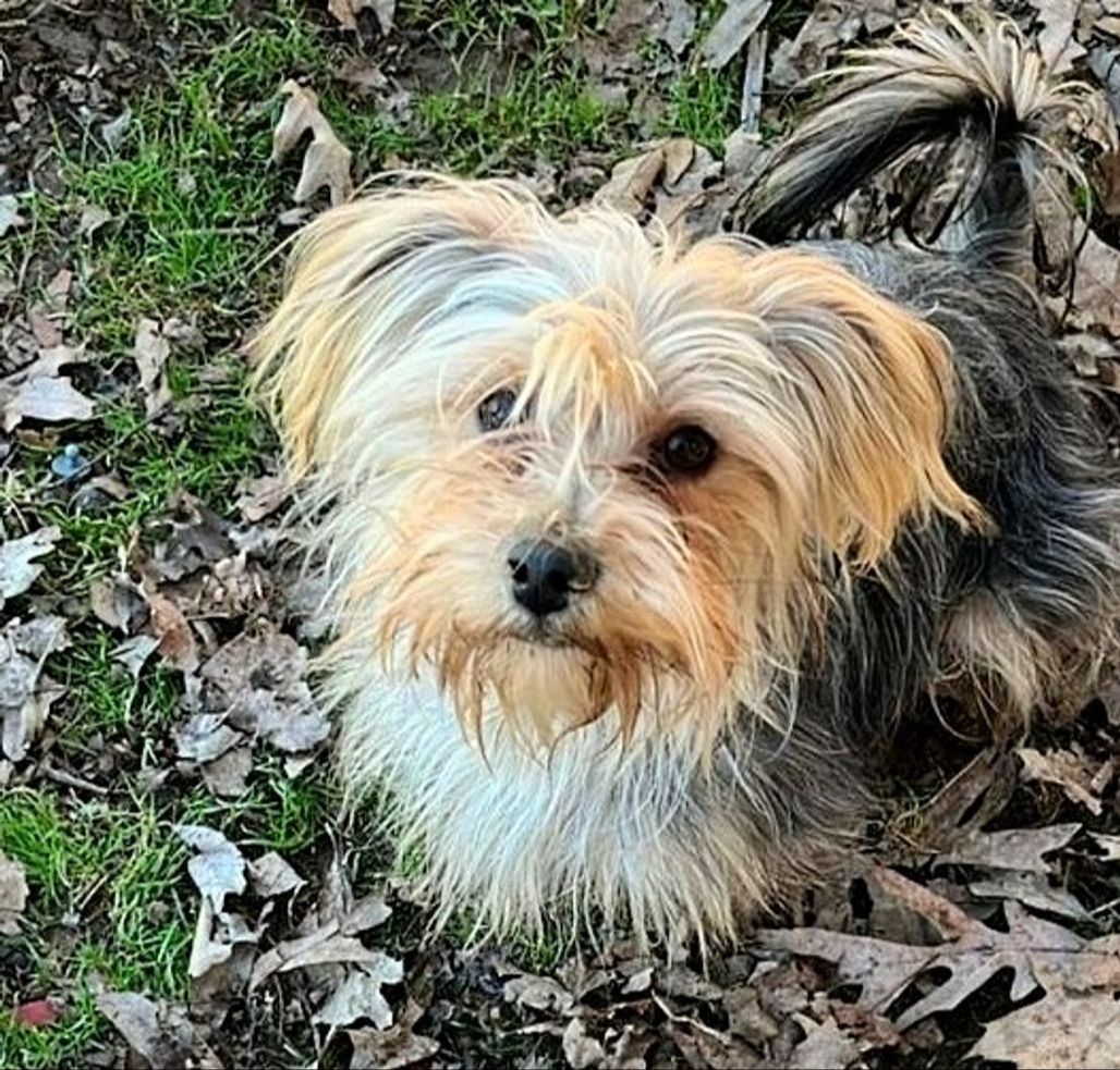 Pet FBI Report ID #780059 for a LOST DOG | Pet FBI Pets Found By Internet