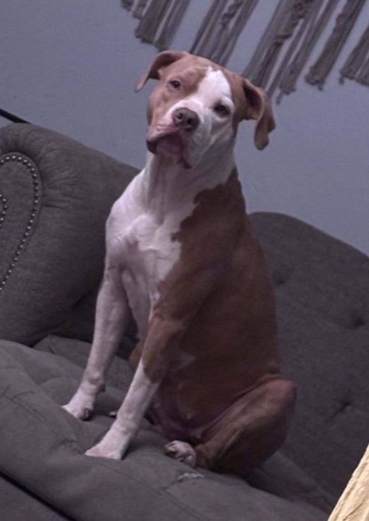 Pet FBI Report ID #780378 for a LOST DOG | Pet FBI Pets Found By Internet