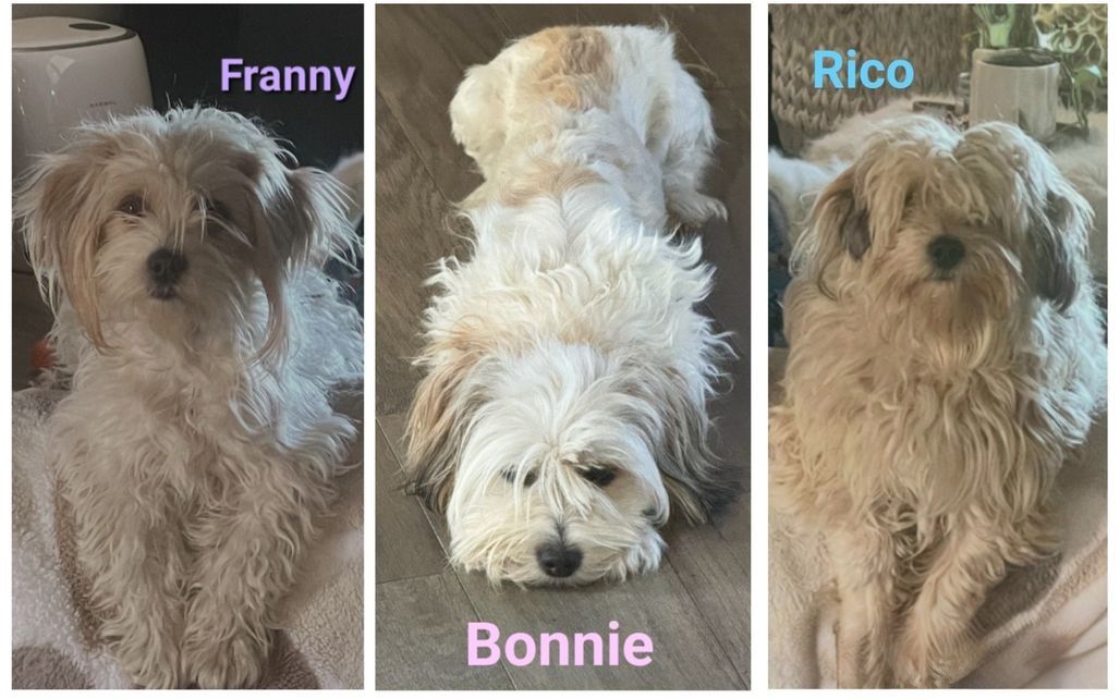Pet FBI Report ID #780594 for a LOST DOG | Pet FBI Pets Found By Internet