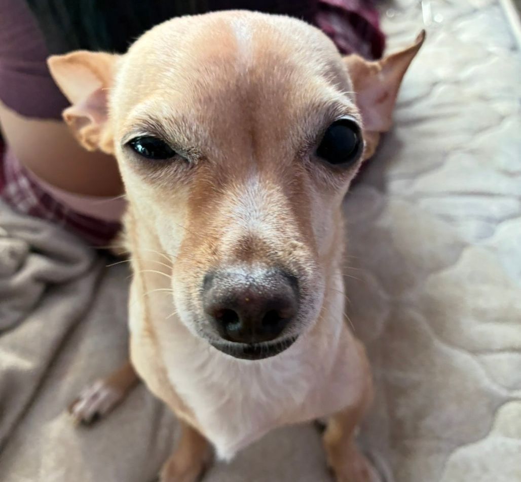 Pet FBI Report ID #780745 for a LOST DOG | Pet FBI Pets Found By Internet