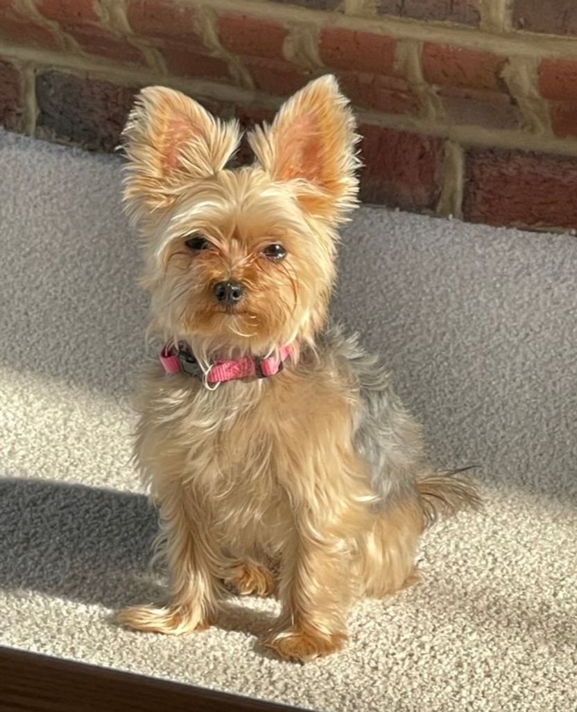 Pet FBI Report ID #781011 for a LOST DOG | Pet FBI Pets Found By Internet