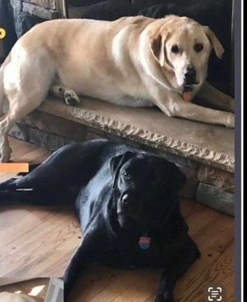 Pet FBI Report ID #782421 for a LOST DOG | Pet FBI Pets Found By Internet