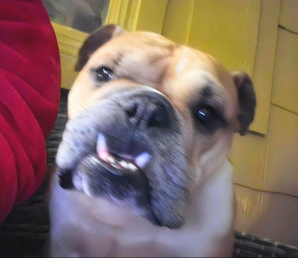 Pet FBI Report ID #782565 for a FOUND DOG | Pet FBI Pets Found By Internet