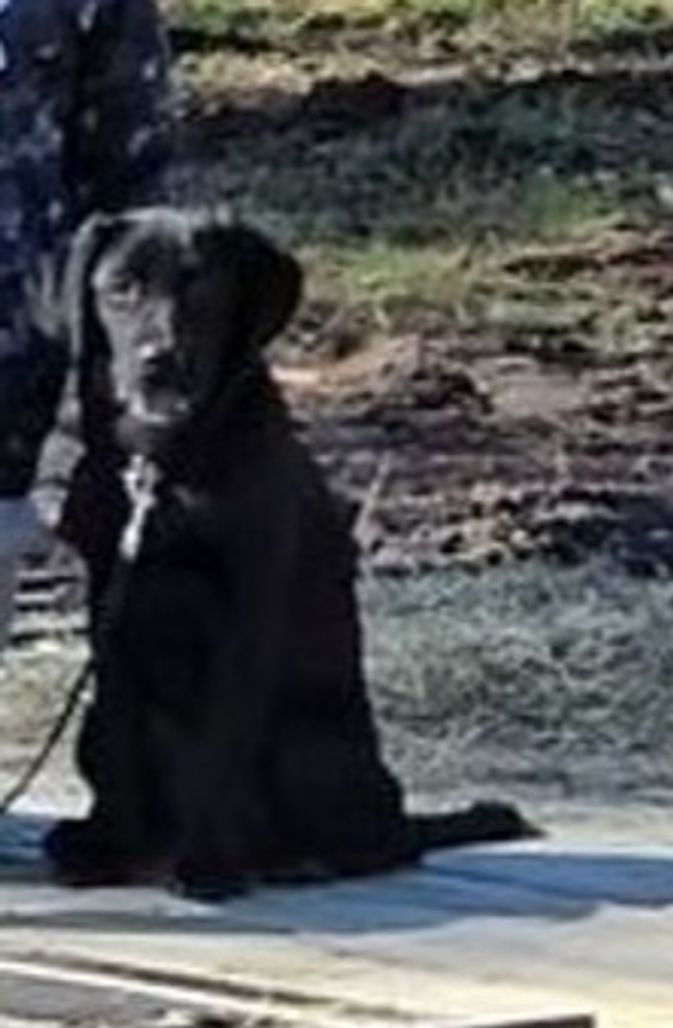 Pet FBI Report ID #784411 for a LOST DOG | Pet FBI Pets Found By Internet