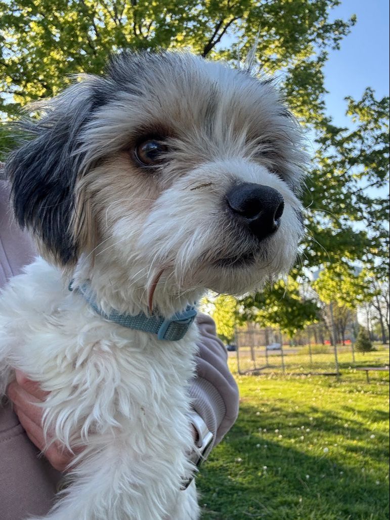Pet FBI Report ID #784538 for a FOUND DOG | Pet FBI Pets Found By Internet