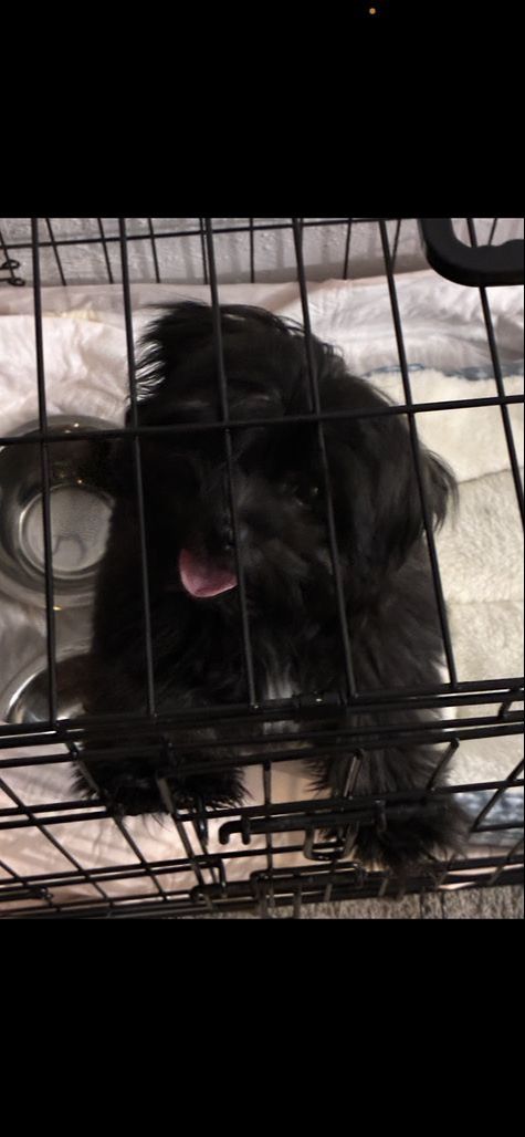 Pet FBI Report ID #784629 for a LOST DOG | Pet FBI Pets Found By Internet