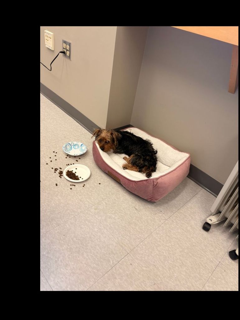 Pet FBI Report ID #784663 for a FOUND DOG | Pet FBI Pets Found By Internet