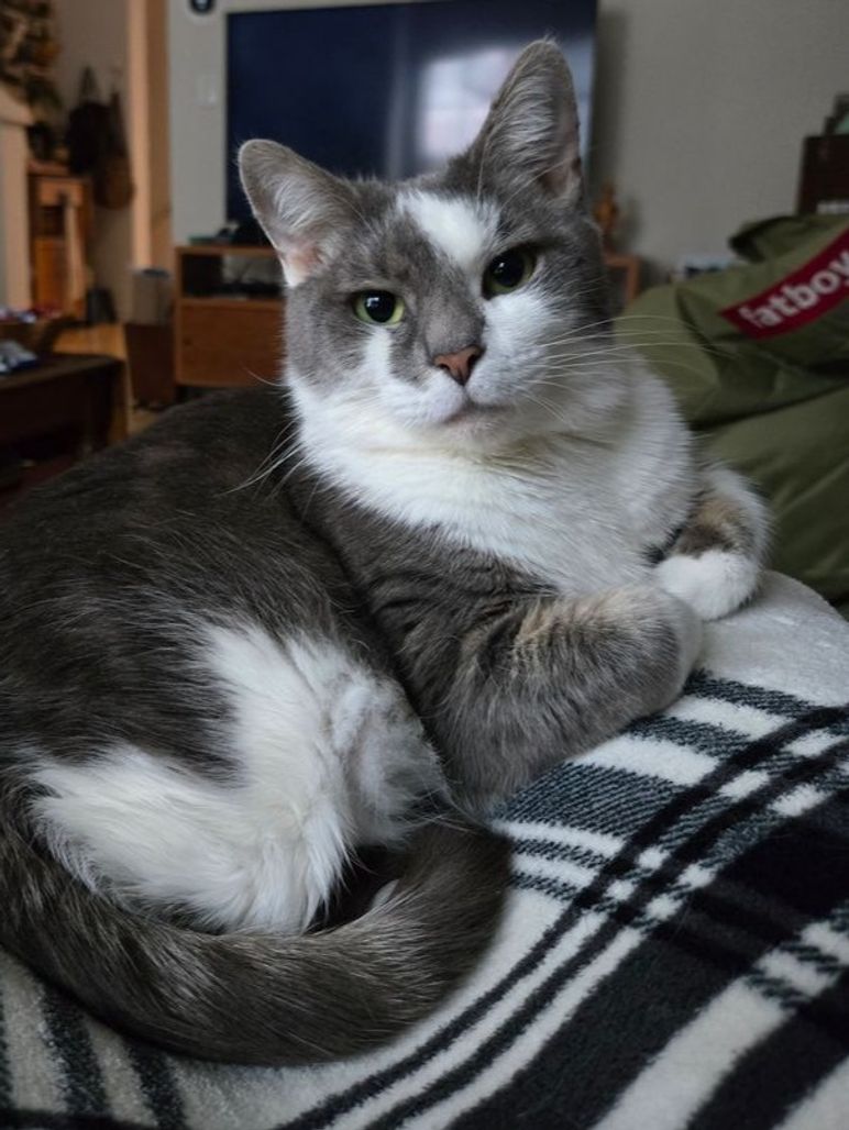 Pet FBI Report ID #789945 for a LOST CAT | Pet FBI Pets Found By Internet